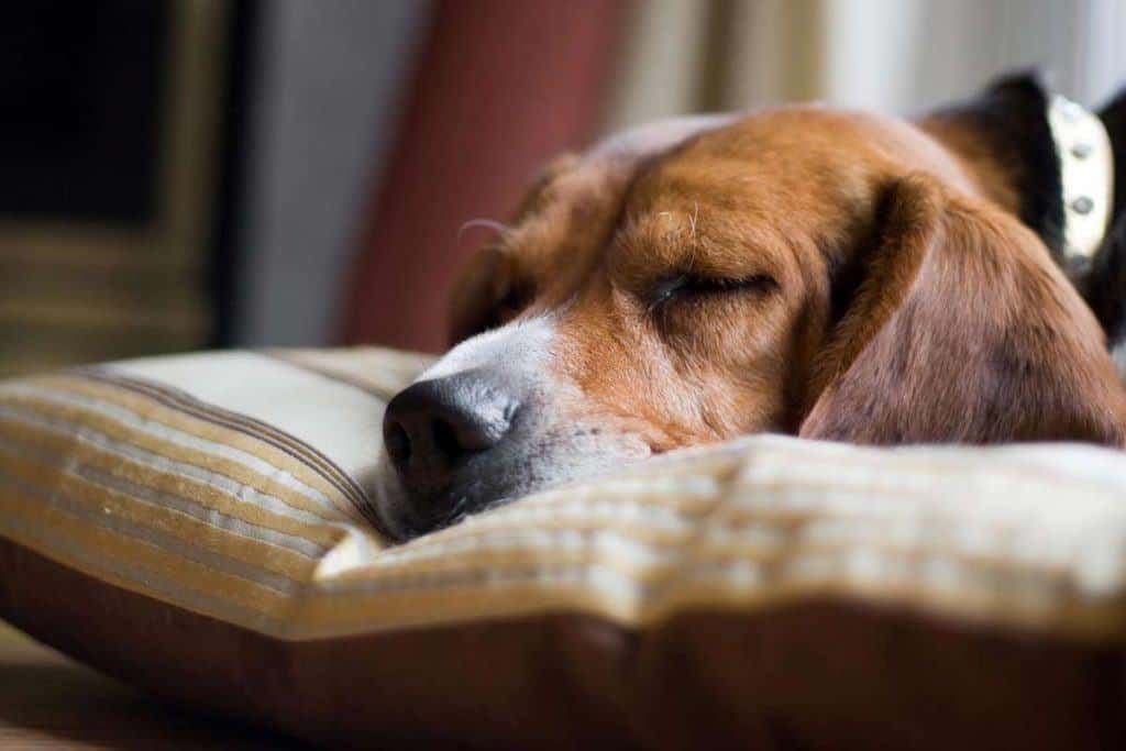 Best Dog Flap | Automatic Dog Doors | Top 8 Reviewed & Ranked