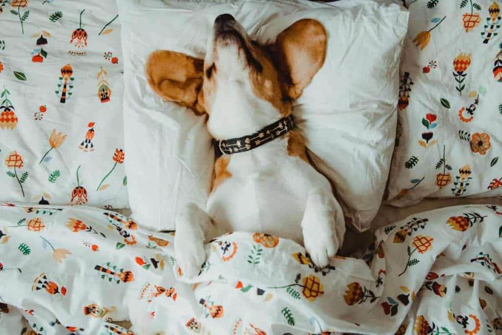 The 6 Best Dog Trackers | GPS Dog Trackers UK | Buyers Guide